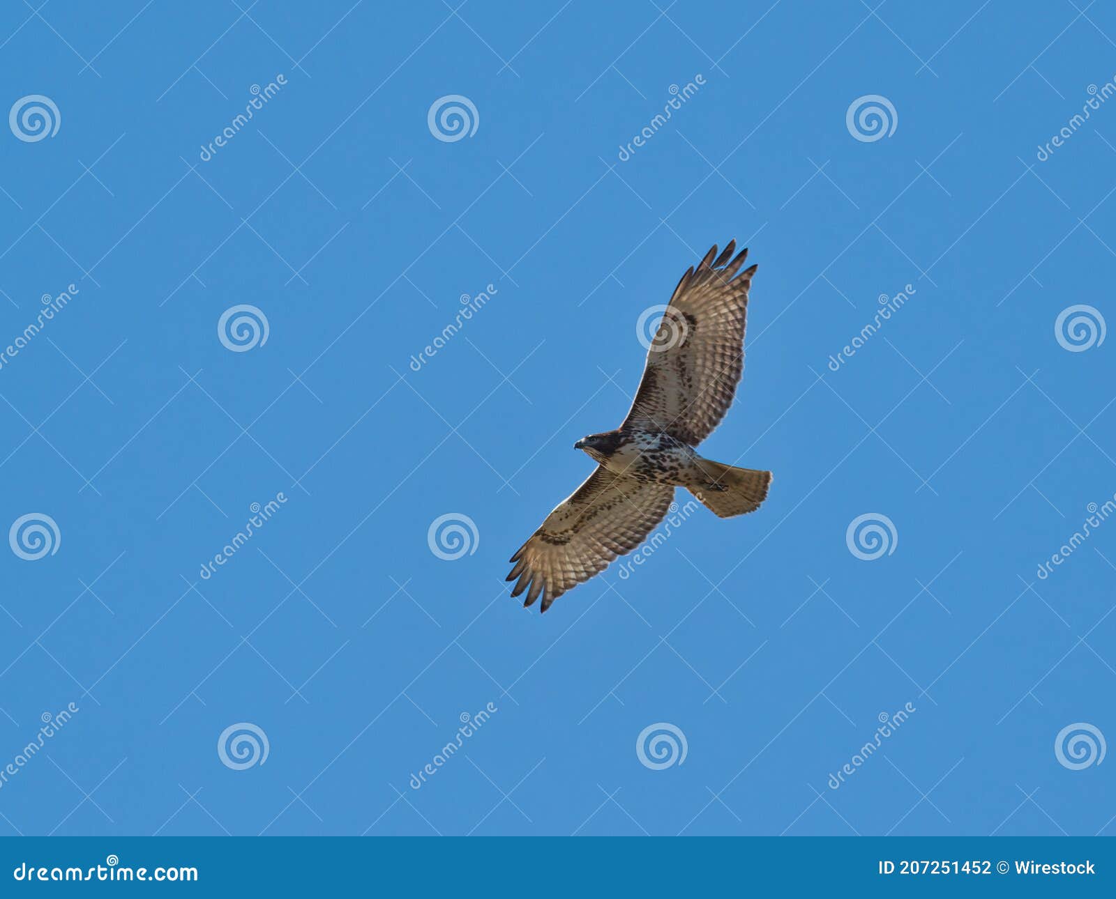 Low angle shot of a hawk stock photo. Image of animal - 207251452