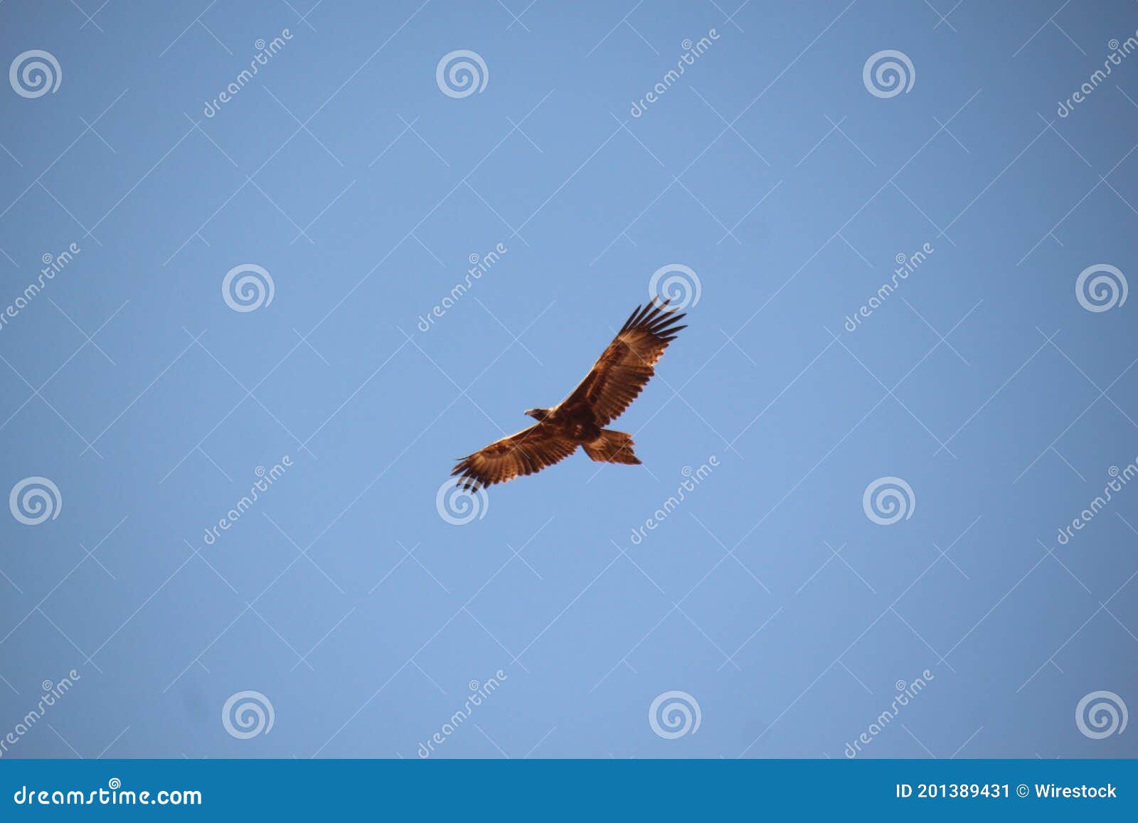 Low Angle Shot of a Hawk Flying on a Clear Blue Sky Stock Image - Image ...