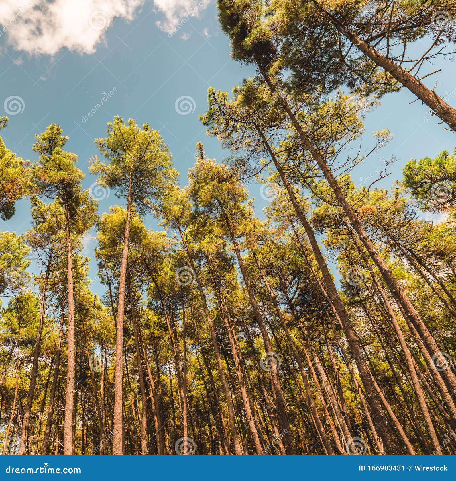 Low Angle Shot of High Rise Trees Touching the Clear Sky Stock Image ...