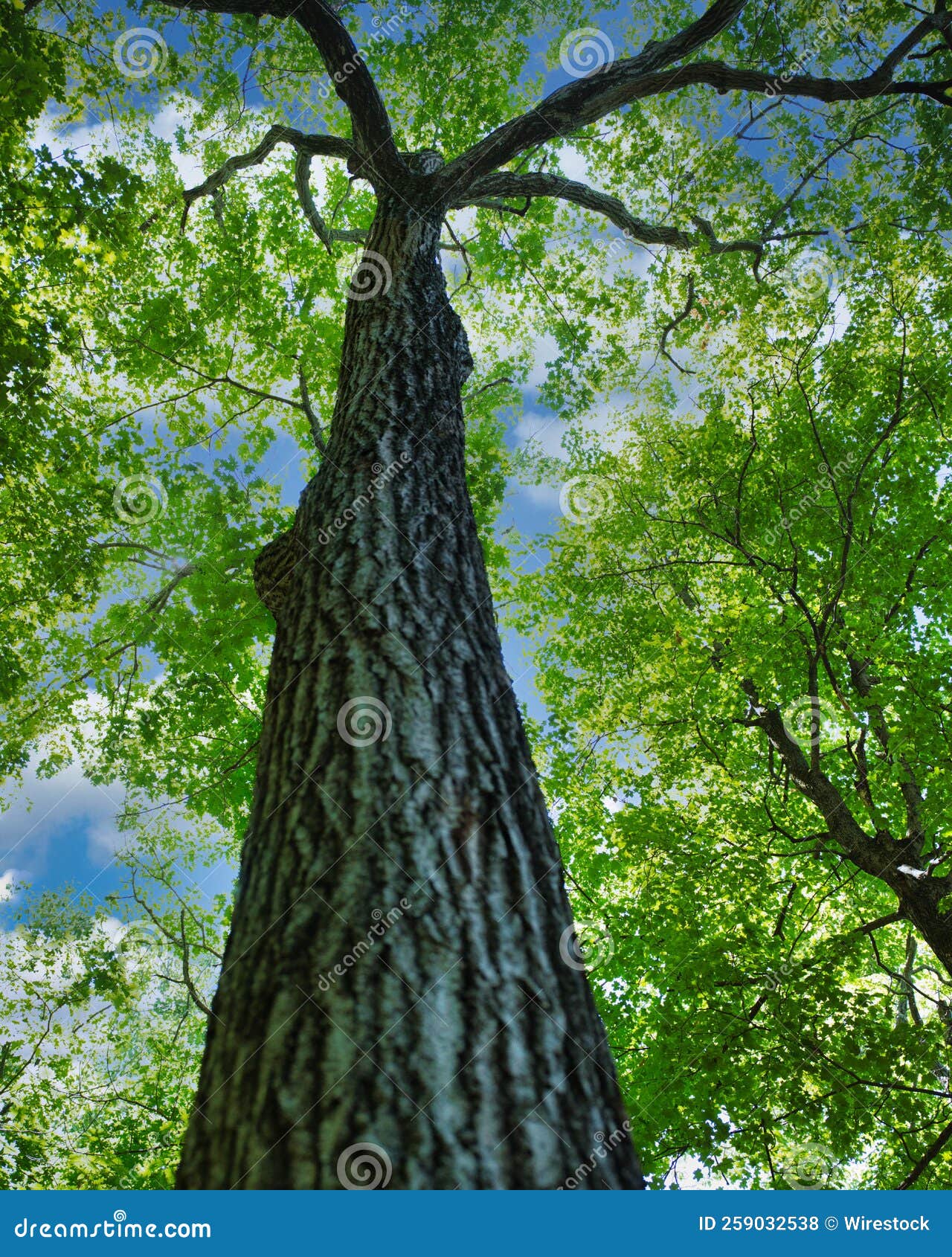 Low-angle Shot of the High Tree Stock Photo - Image of woods, summer ...