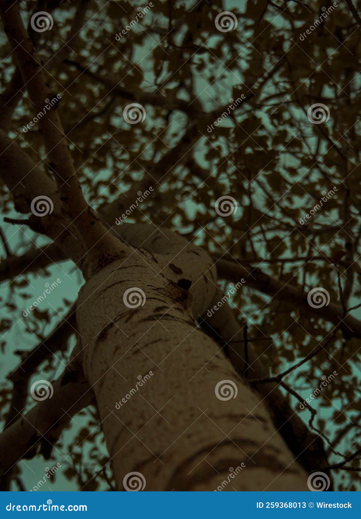 Low Angle Shot of a High Tree with Branches and Leaves in the Dark Park ...