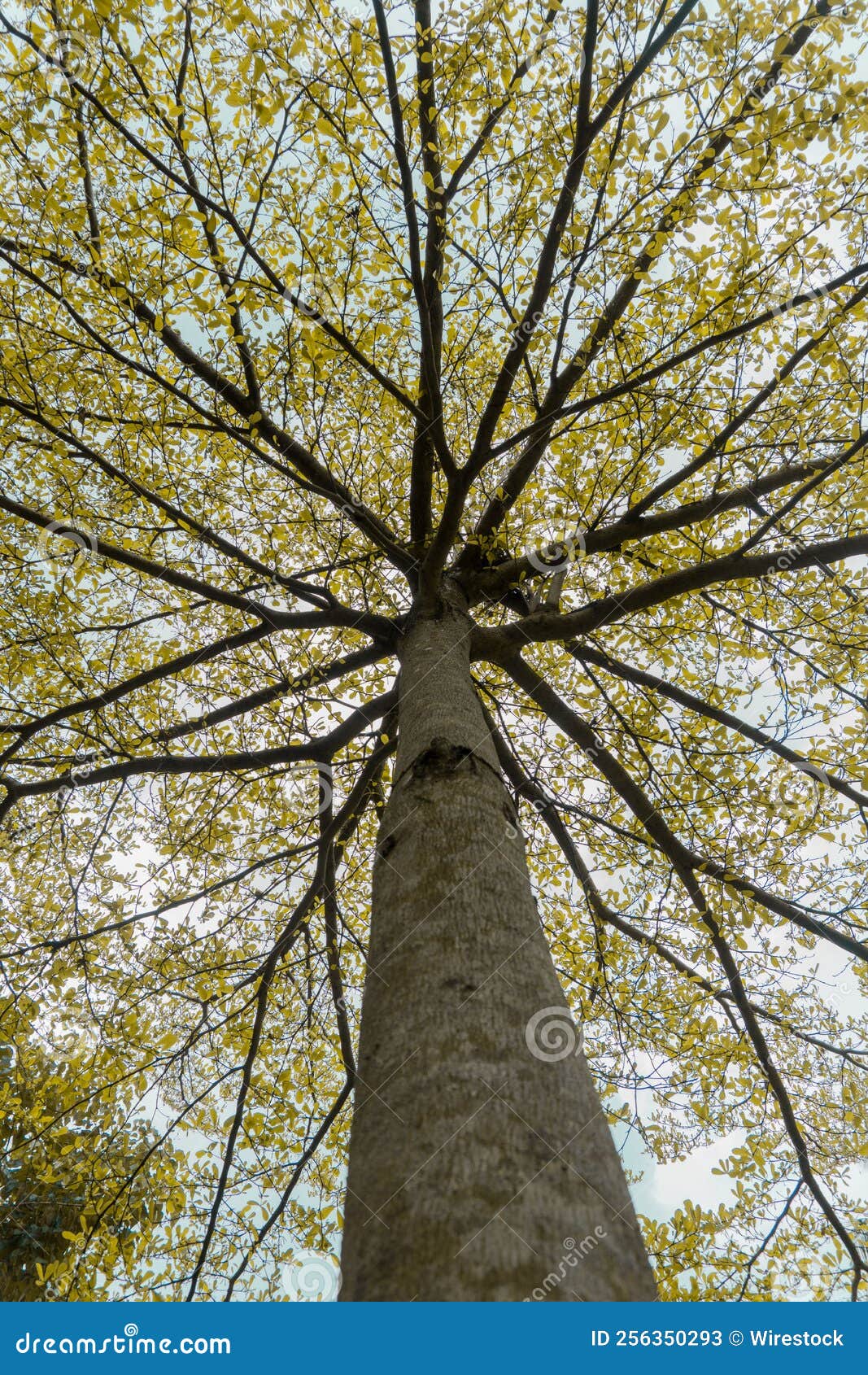 Low Angle Shot of High Tree with Yellow Foliage Stock Image - Image of ...