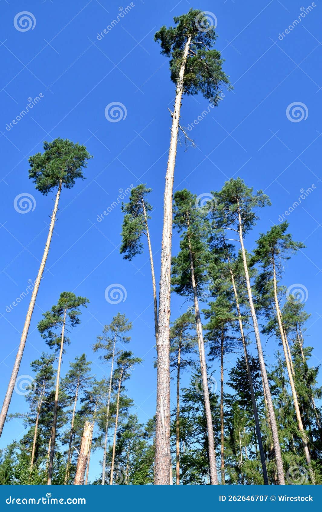 Low-angle Shot of the High Trees on a Blue Sky Background Stock Image ...