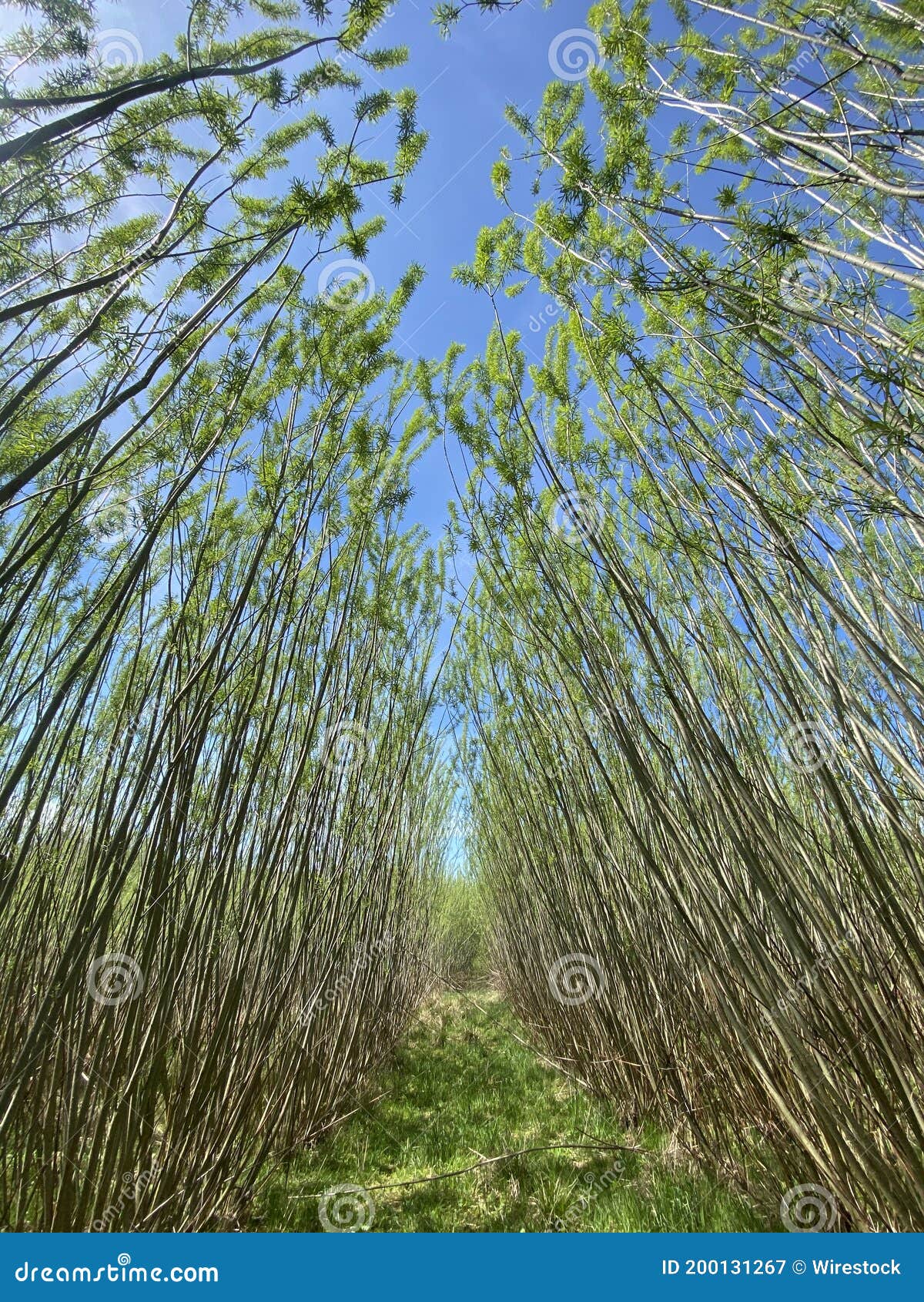 Low Angle Shot of Hight Trees on a Sunny Day Stock Image - Image of ...