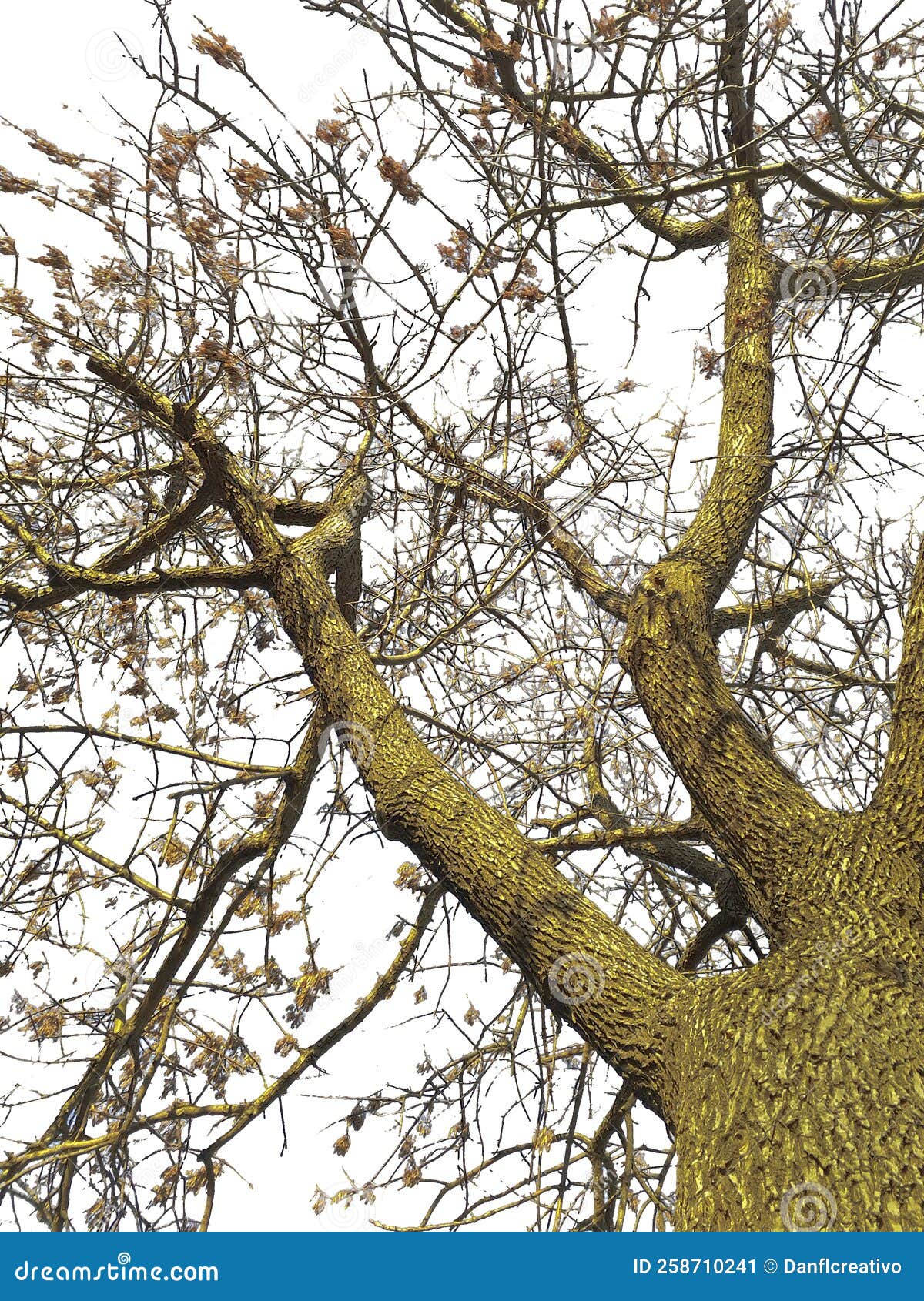 Isolated Low Angle Leaveless Trunk Tree Stock Image - Image of nature ...