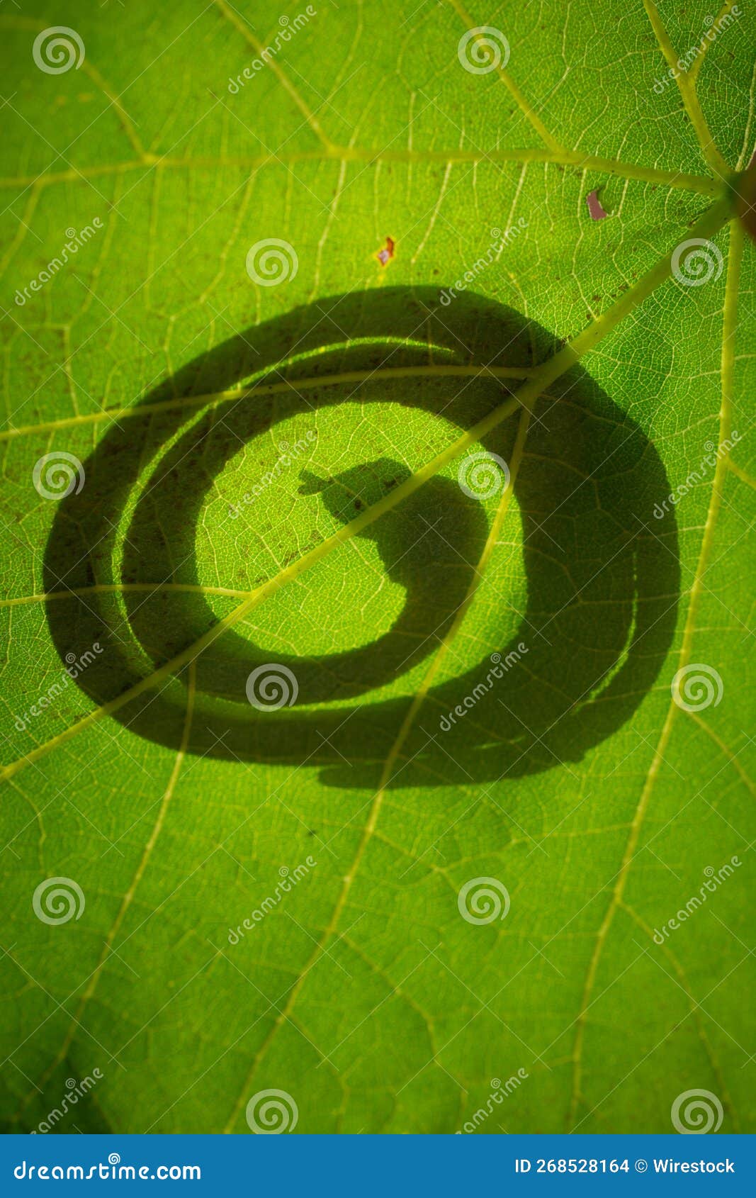 Low-angle Shot of the Lizard Shadow on the Green Leaf Stock Photo ...