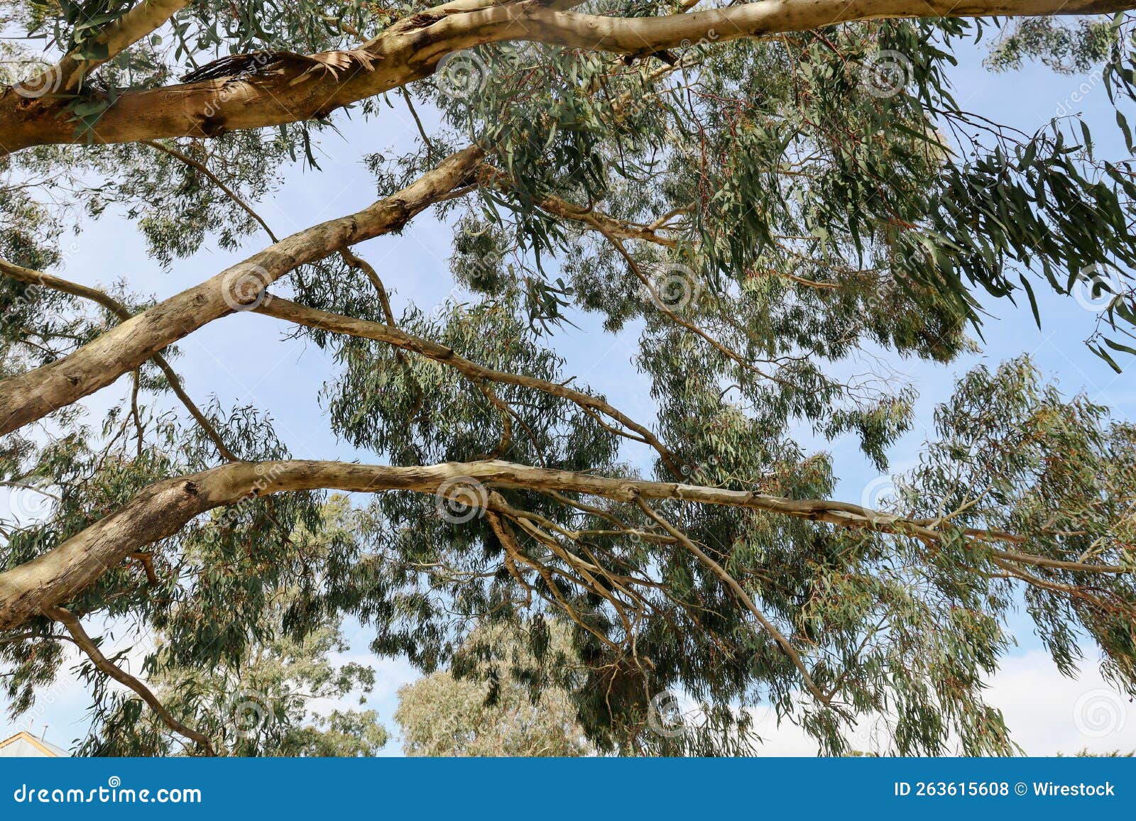Low Angle Shot of Long Branches of a Eucalyptus Tree Stock Photo ...