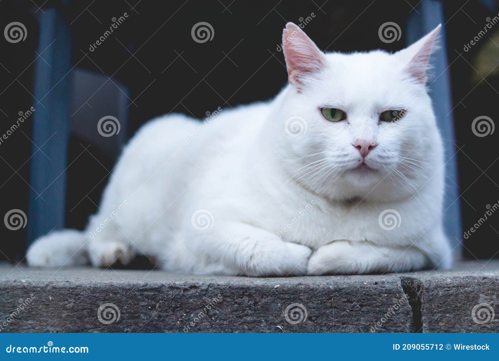Low Angle Shot of a Lovely Cat with White Fur Stock Photo - Image of ...