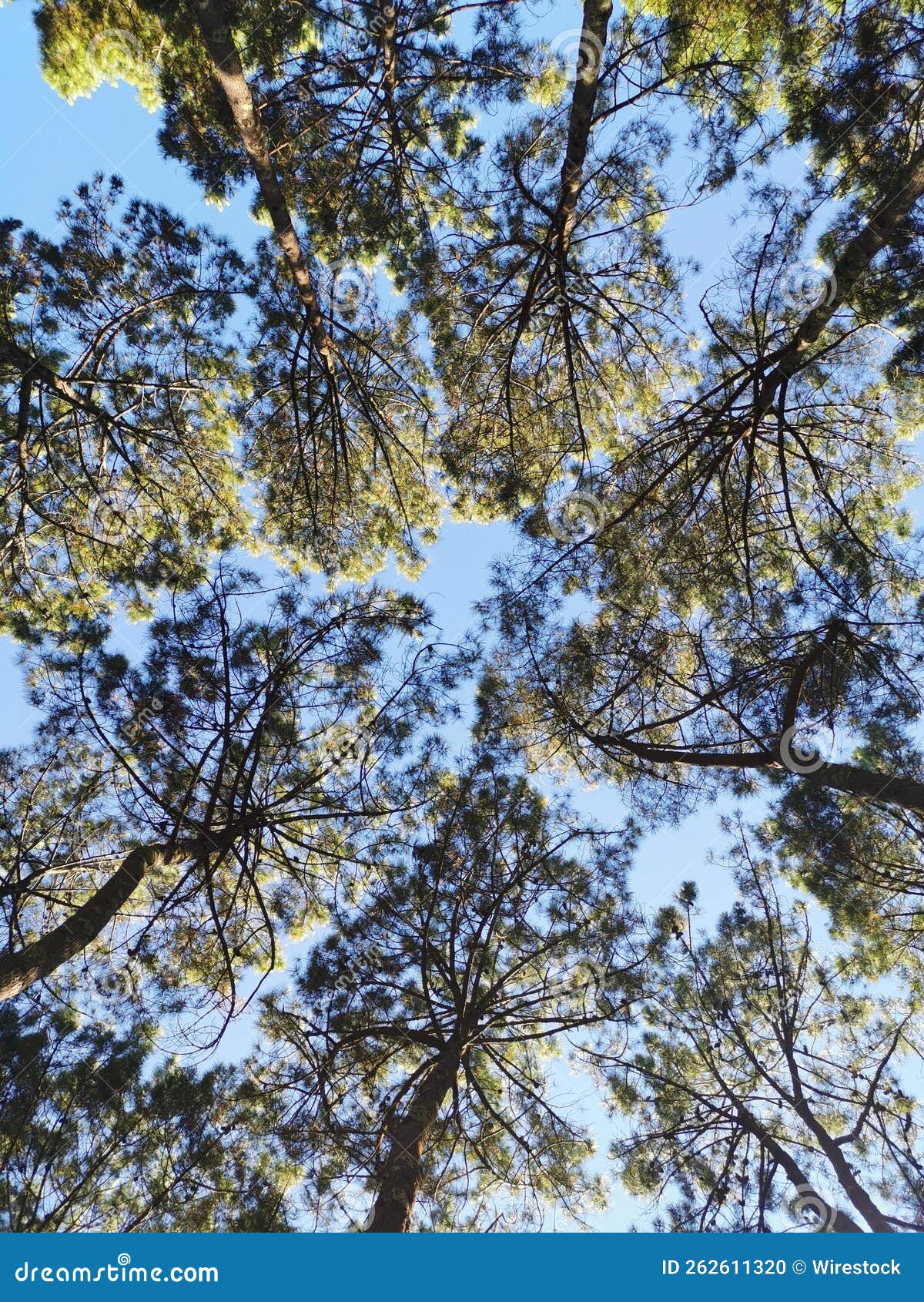 Low Angle Shot of a Lush Forest with High Trees Stock Photo - Image of ...