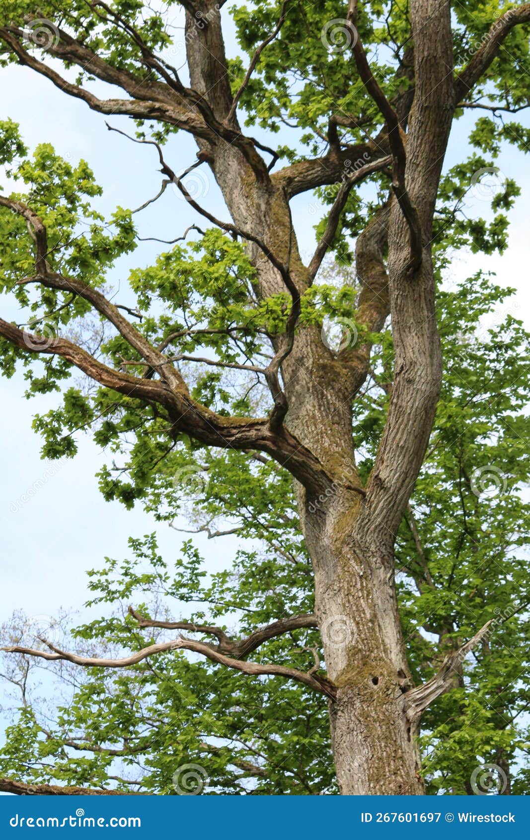 Low-angle Shot of the Lush Green Tree Branches Stock Image - Image of ...