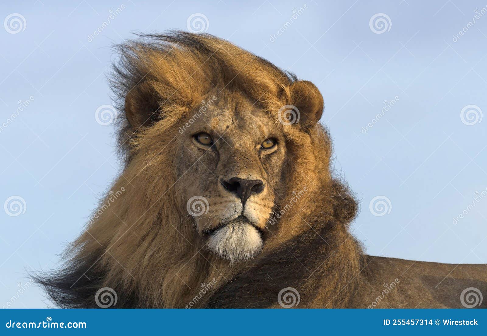 Low Angle Shot of a Majestic Lion on a Windy Field Stock Photo - Image ...