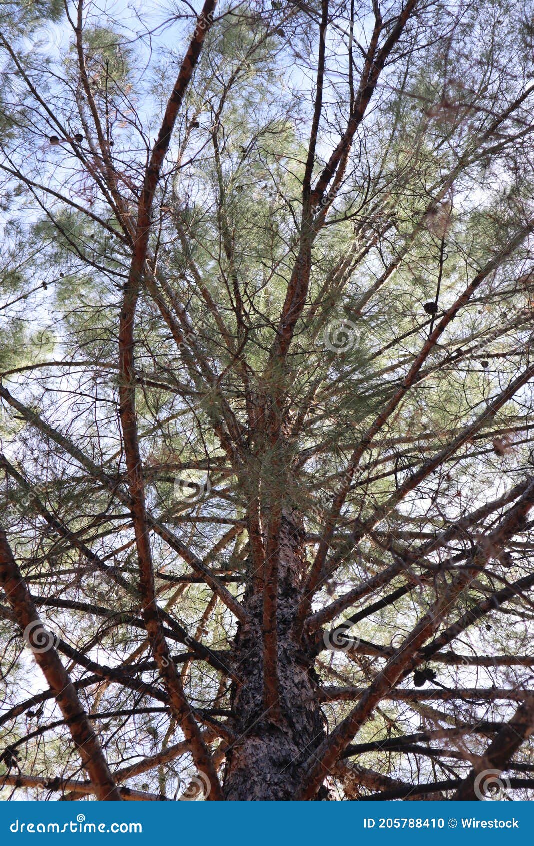 Low Angle Shot of Many Branches of a Large Pine Tree Stock Photo ...