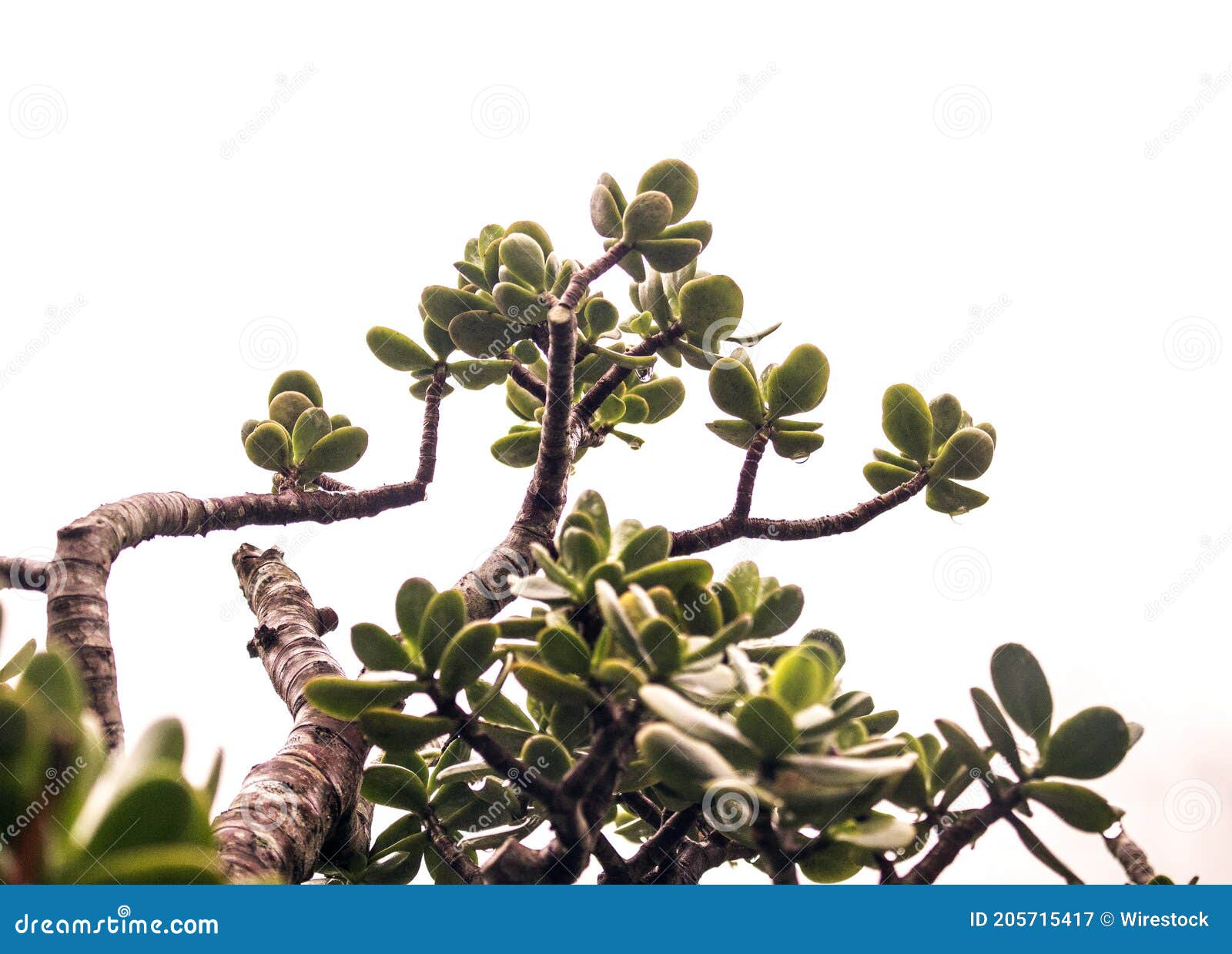 Low Angle Shot of a Money Tree on a White Background Stock Image ...