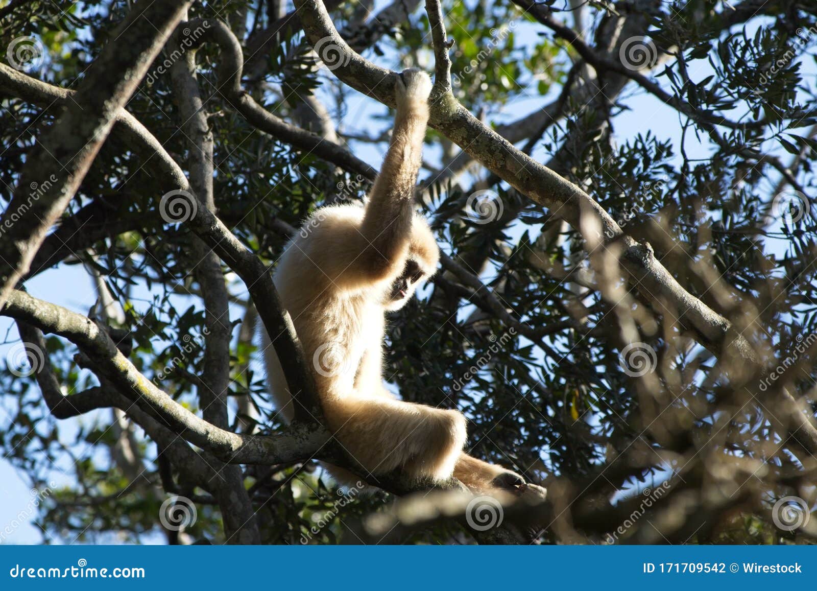 Low Angle Shot of a Monkey Sitting on the Branches of a Tree in a ...