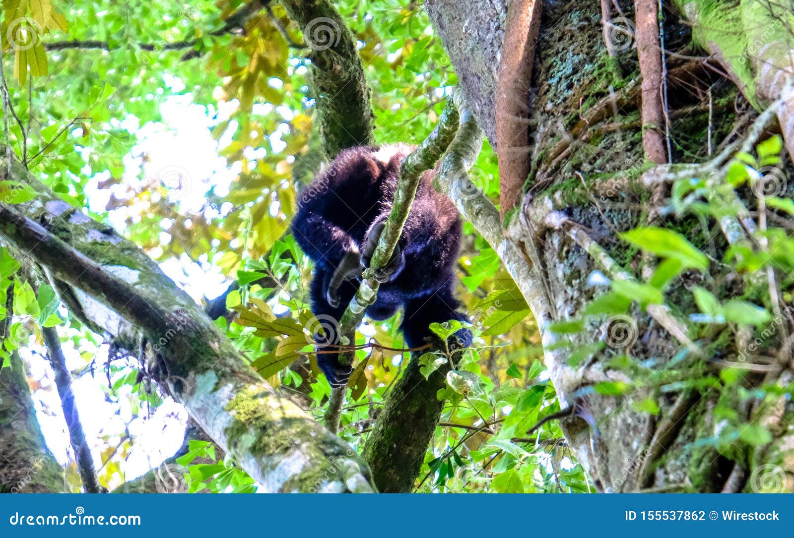 Low Angle Shot of a Monkey Walking on a Branch with Blurred Natural ...