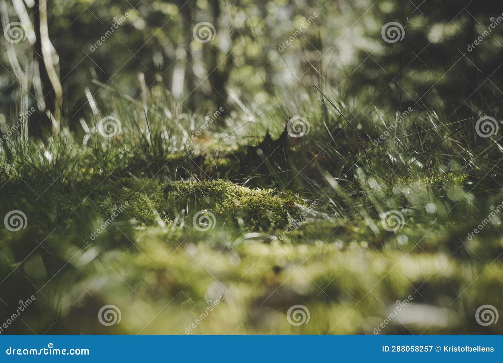 Low Angle Shot of Moss Field and Grass Surface in the Forest Stock ...