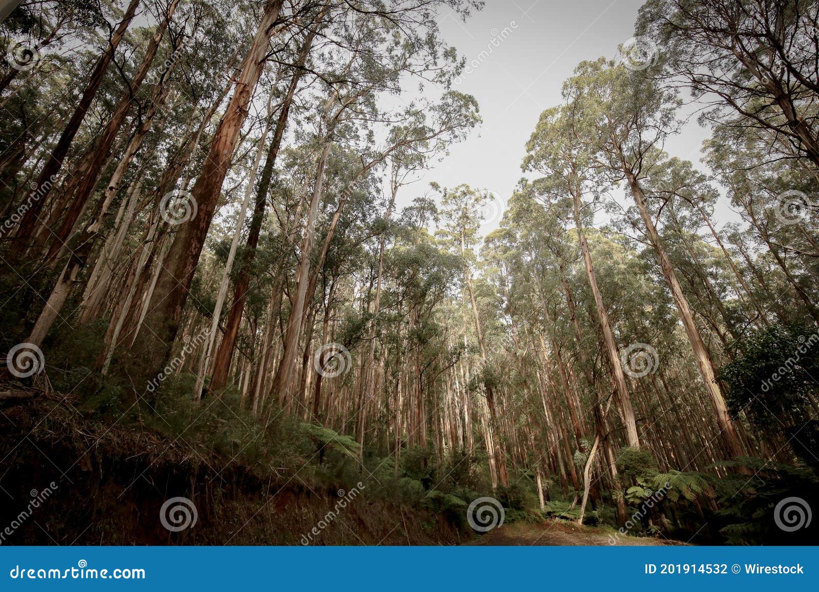 Low Angle Shot of Mossy Coniferous Forest with Tall Tree Trunks Stock ...