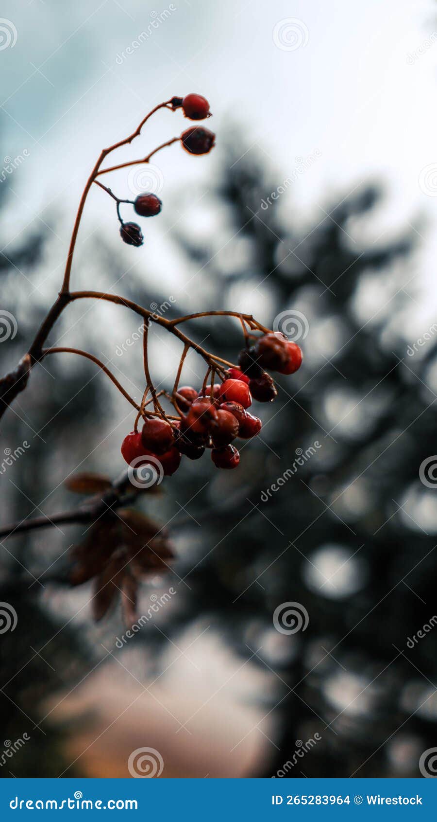Low-angle Shot of the Mountain-ash Hanging from the Tree Branch with a ...