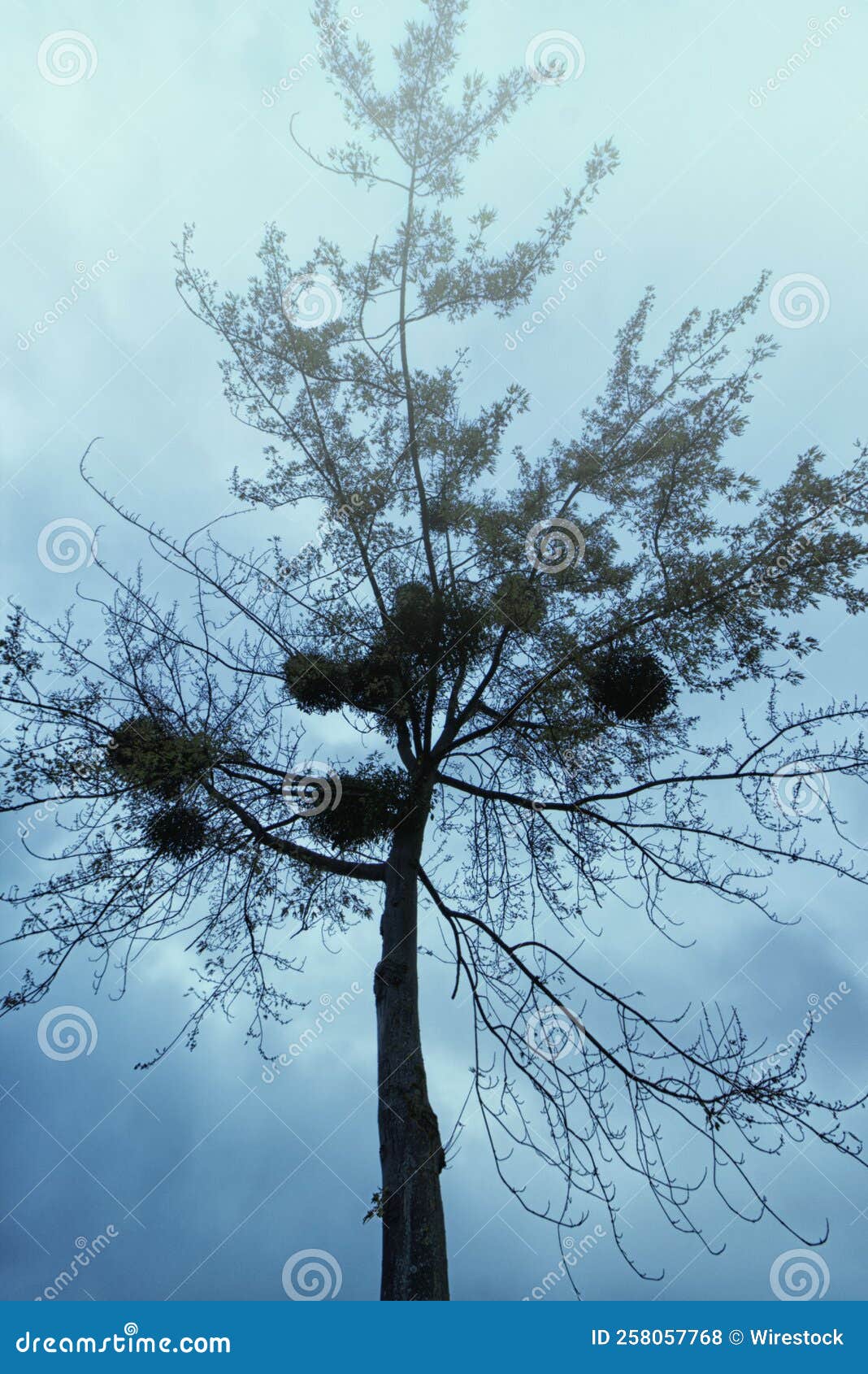 Low Angle Shot of Nests in the Tree Stock Photo - Image of botany ...