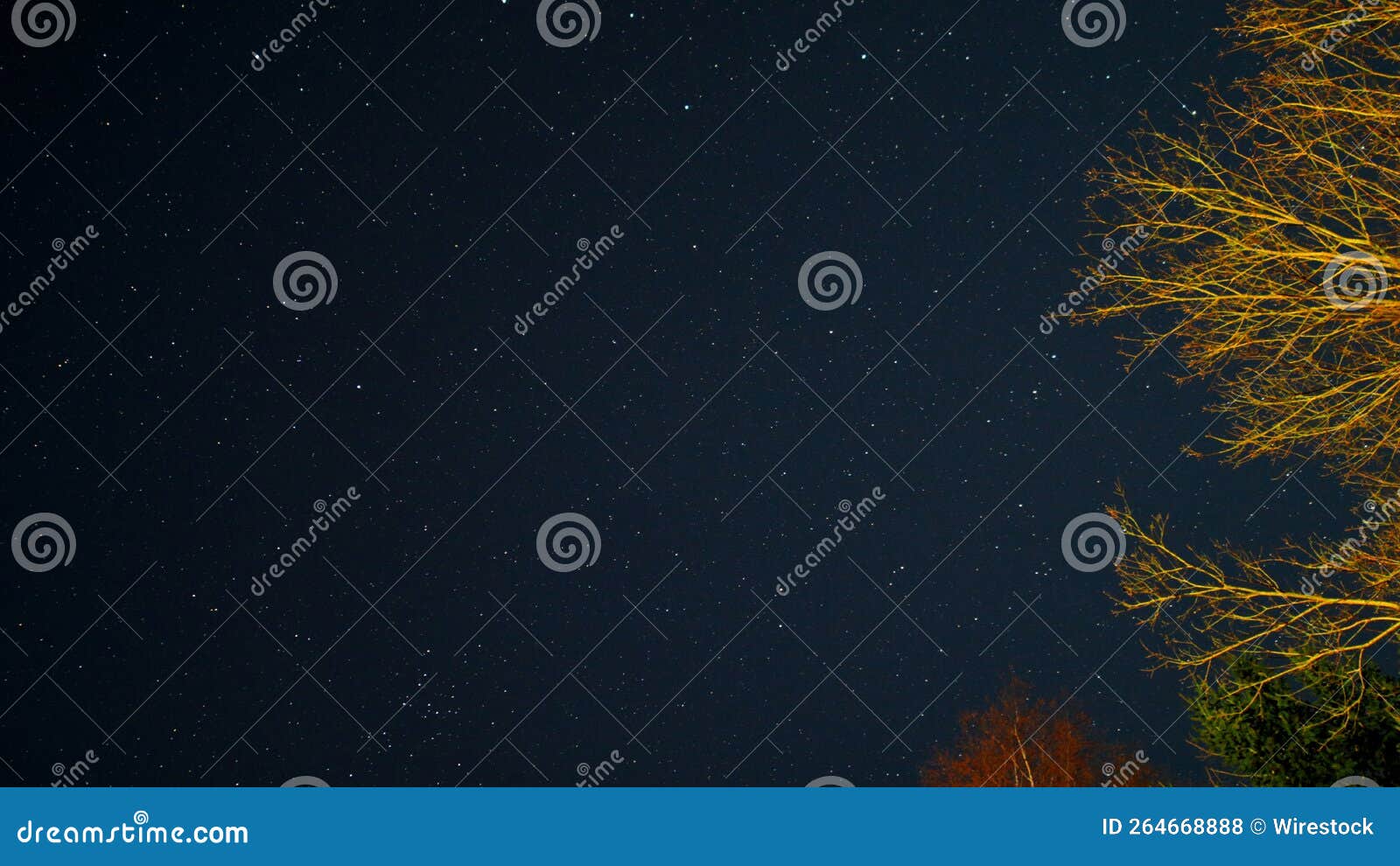 Low Angle Shot of a Night Sky Stock Photo - Image of branches, night ...