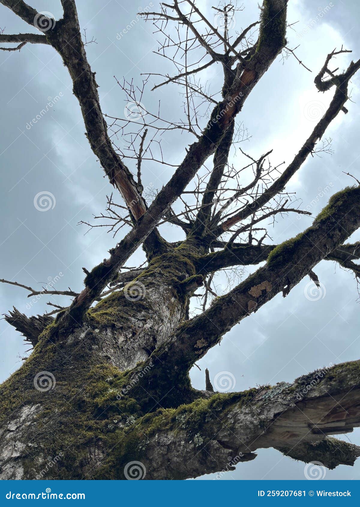 Low Angle Shot Od an Old Leafless Tree with Moss Branches Under Blue ...