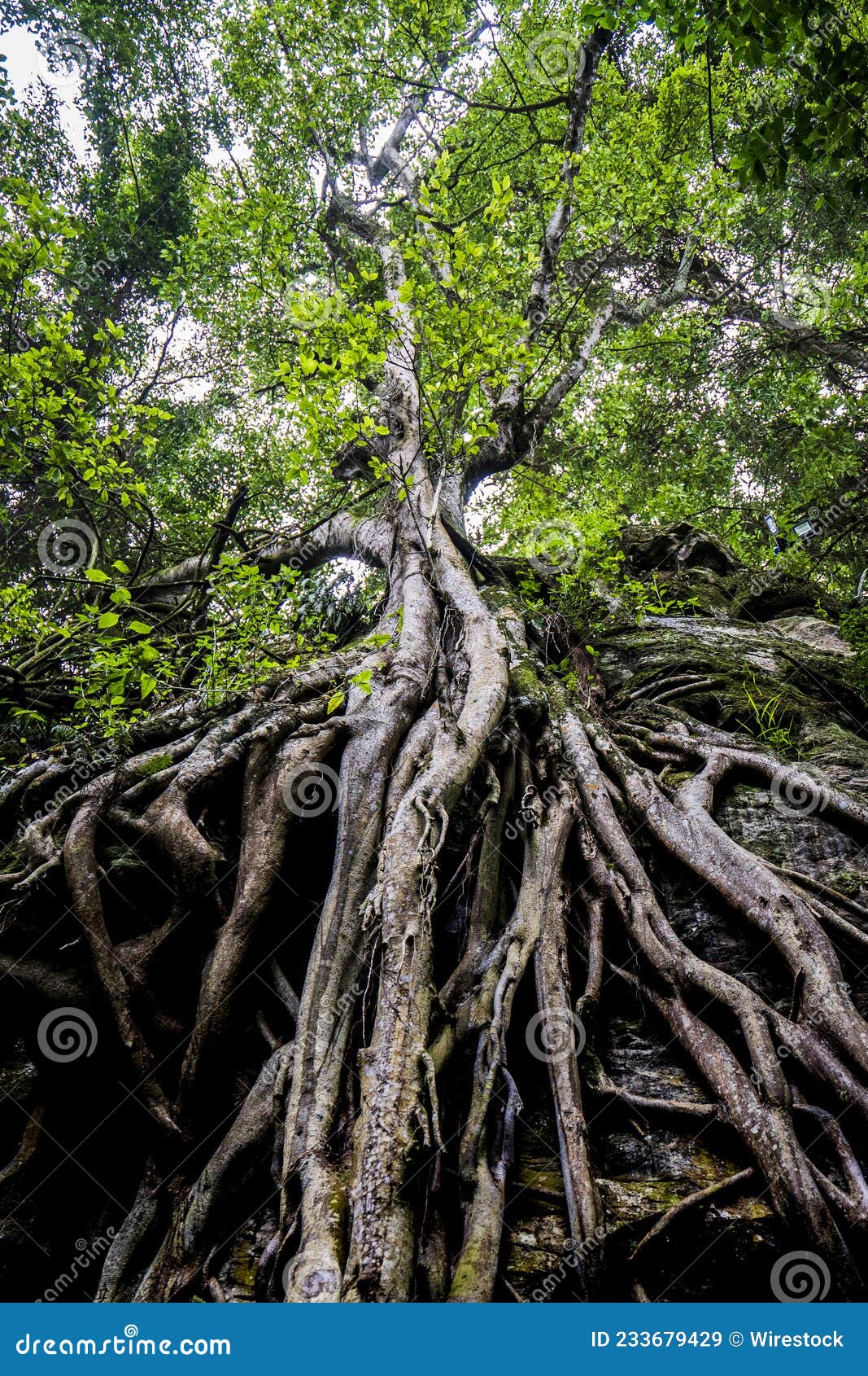 Thick Roots Of A Tree Stock Photo | CartoonDealer.com #162320766