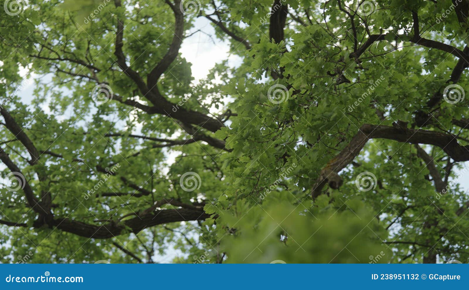 Low Angle Shot of Old Oak Tree in Summer Stock Photo - Image of ...