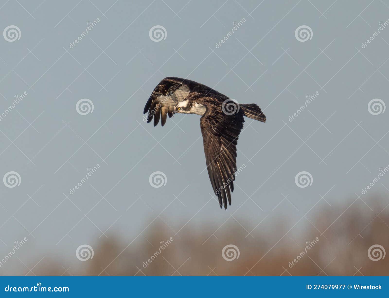 Low Angle Shot of an Osprey Flying Under a Blue Sky and Sunlight Stock ...