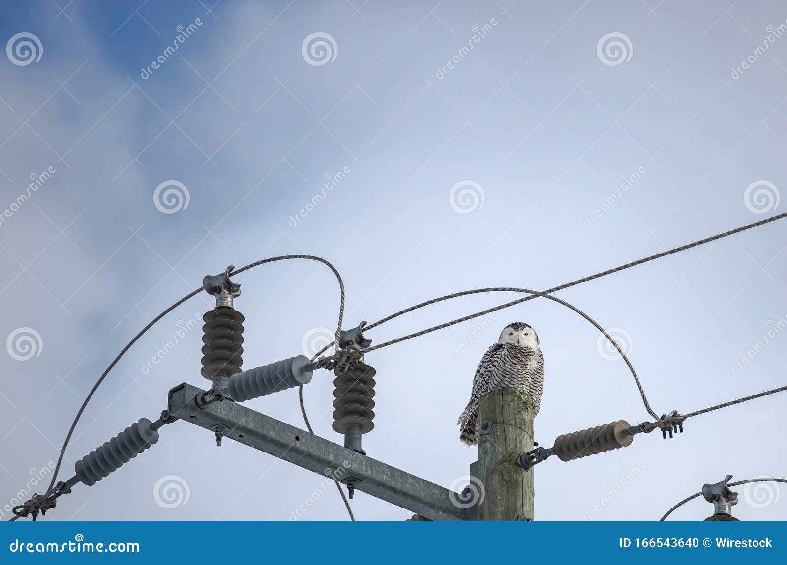 Low Angle Shot of an Owl Sitting on the Electricity Wires Stock Photo ...