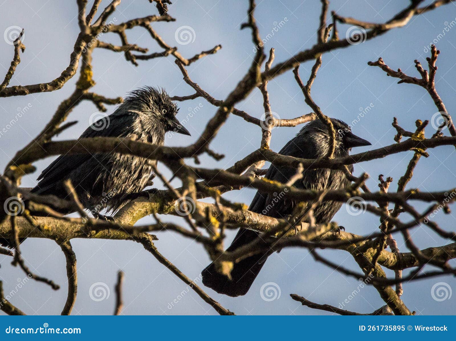 Low Angle Shot of a Pair of Black Fluffy Crows Perched on a Bare Tree ...
