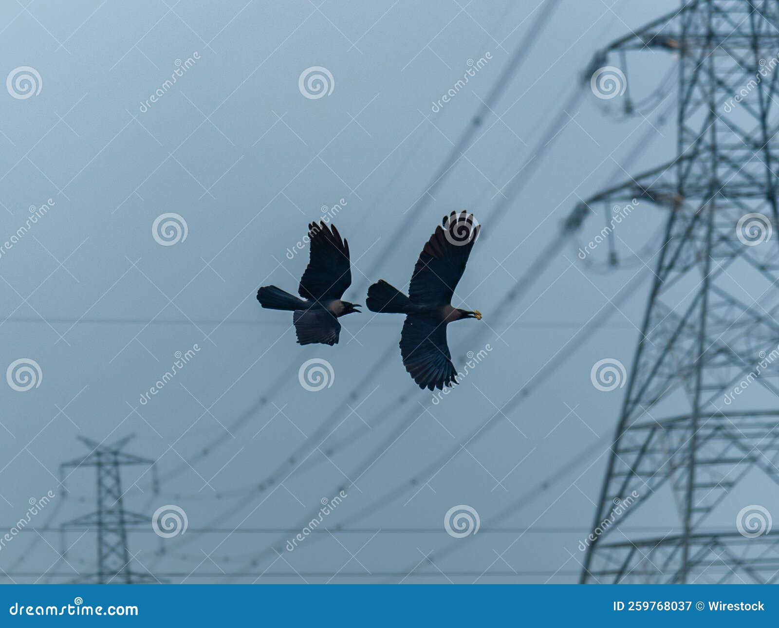Low Angle Shot of a Pair of Crows Flying in a Blue Sky Near a Metal ...