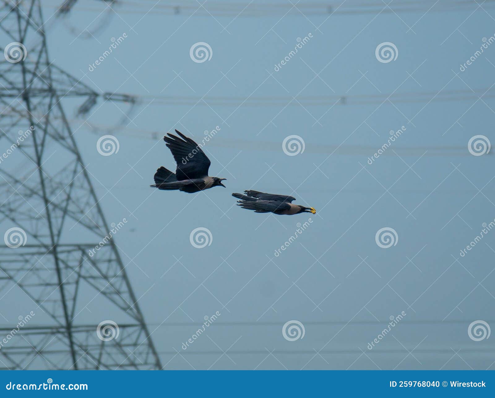 Low Angle Shot of a Pair of Crows Flying in a Blue Sky Near a Metal ...