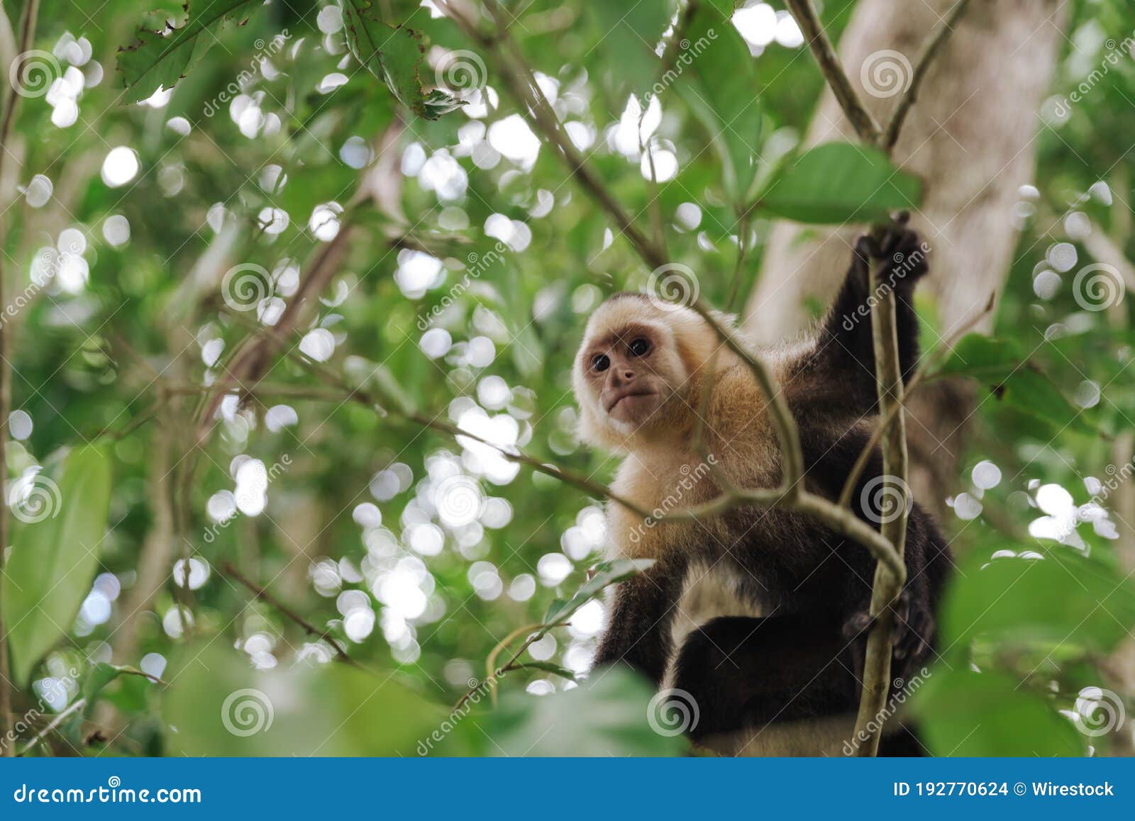 Low Angle Shot of Panamanian White-faced Capuchin Climbing on Tree ...