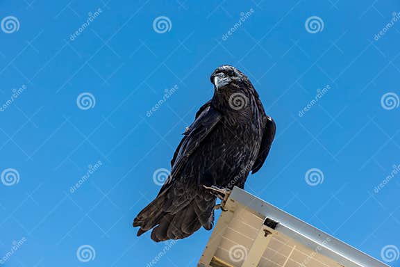 Low Angle Shot of a Perched Raven Stock Photo - Image of crow, bird ...