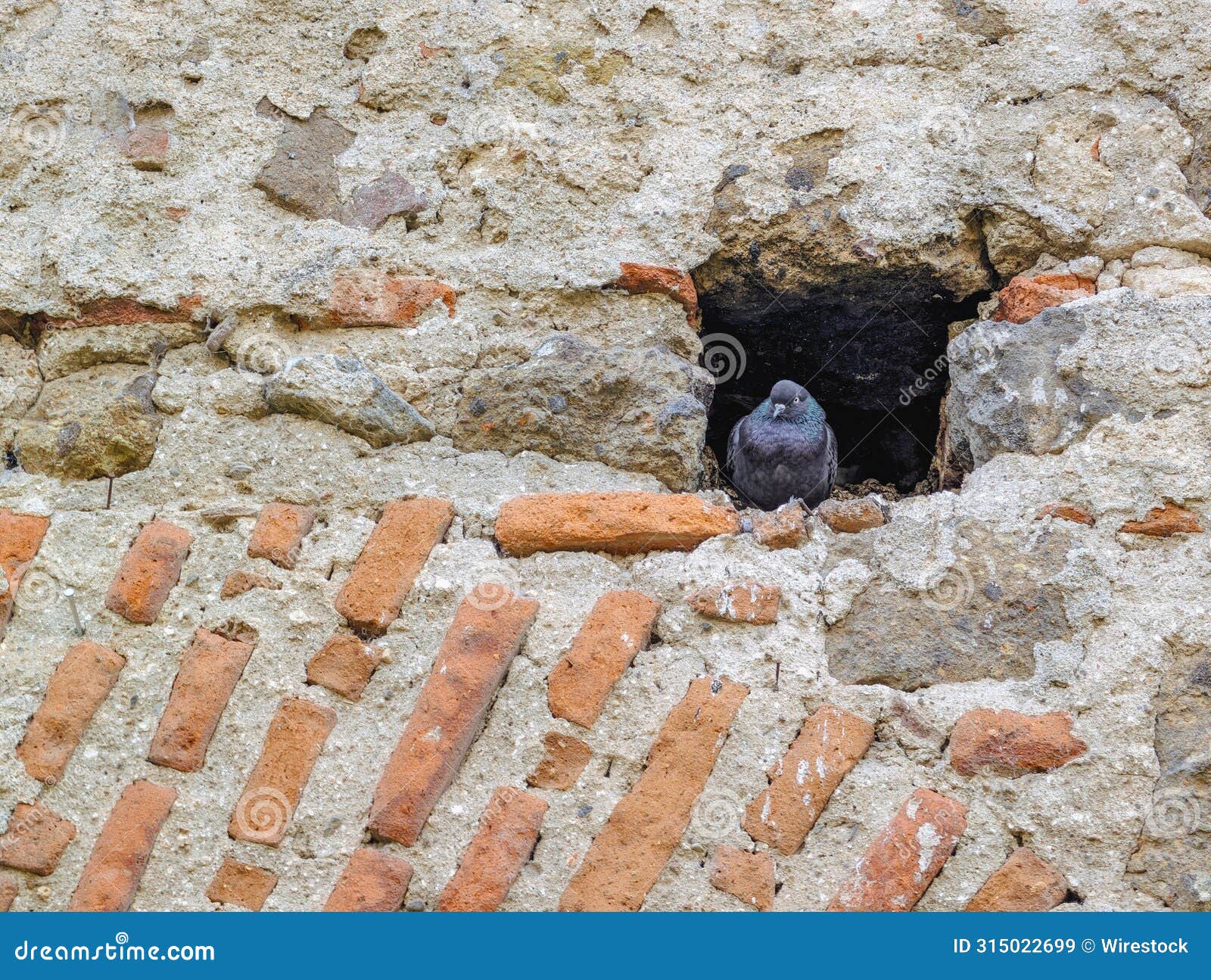 Low Angle Shot of a Pigeon Peeking through a Hole in a Wall Stock Image ...