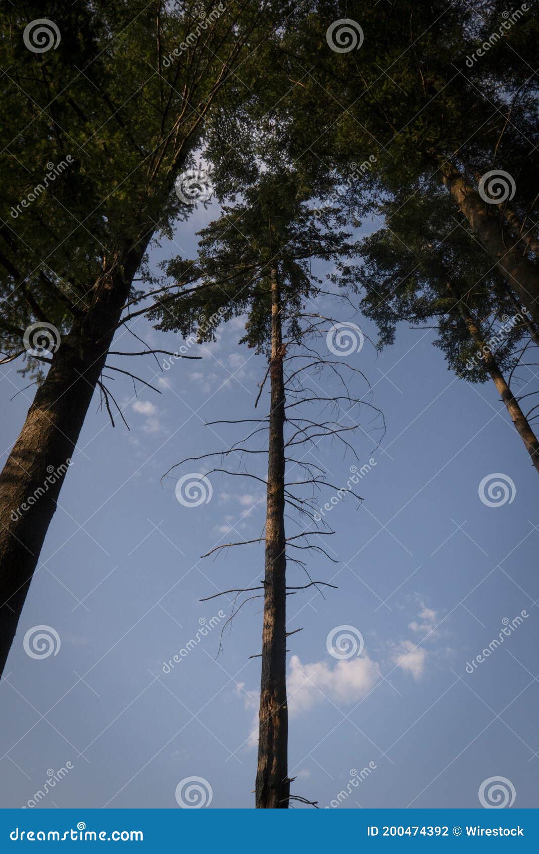 Low Angle Shot of a Pine Tree on a Clear Sky Background Stock Photo ...