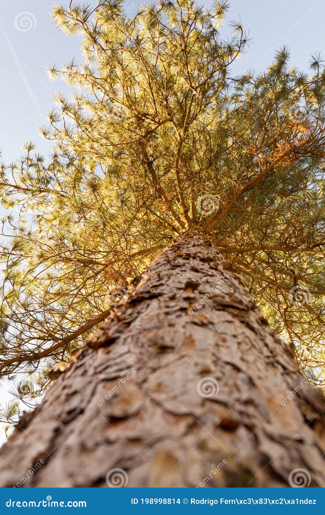 Low Angle Shot of a Pine Tree with a Close Looking of Its Log.. Looking ...