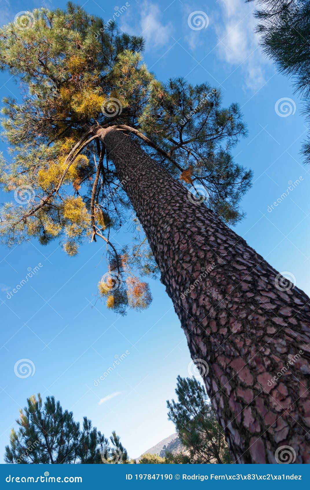 Low Angle Shot of a Pine Tree with a Close Looking of Its Log. Stock ...