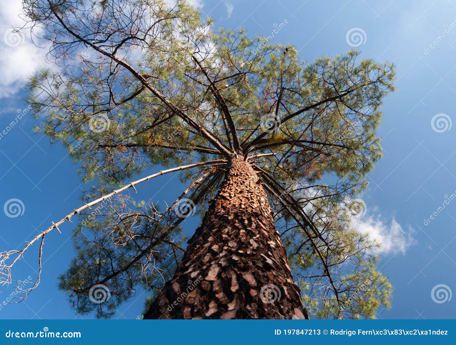 Low Angle Shot of a Pine Tree with a Close Looking of Its Log. Stock ...