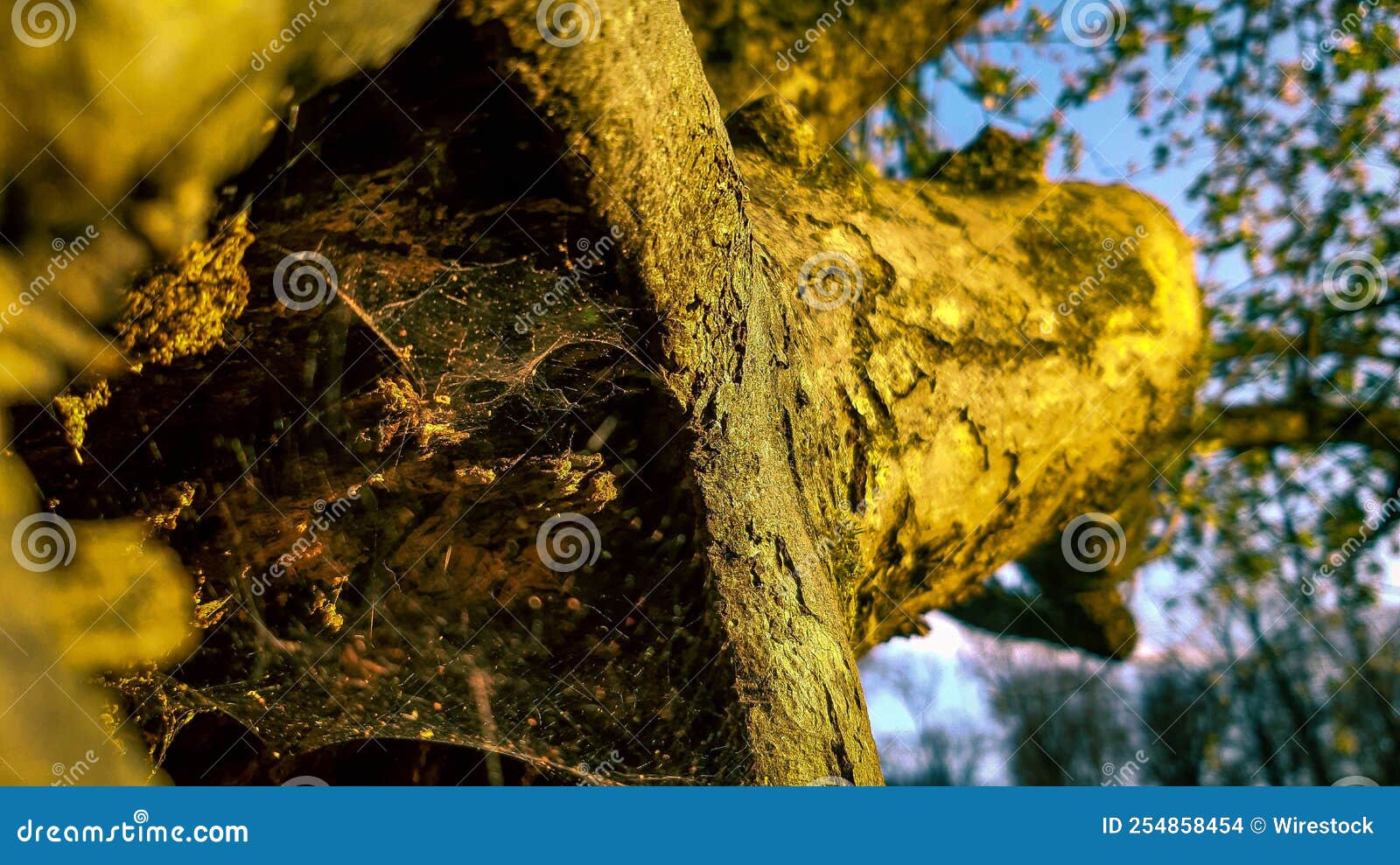 Low Angle Shot of a Pine Tree Trunk Stock Photo - Image of detail ...