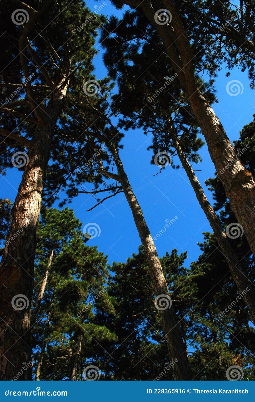 Low angle shot from a tree stock photo. Image of trees - 228365916
