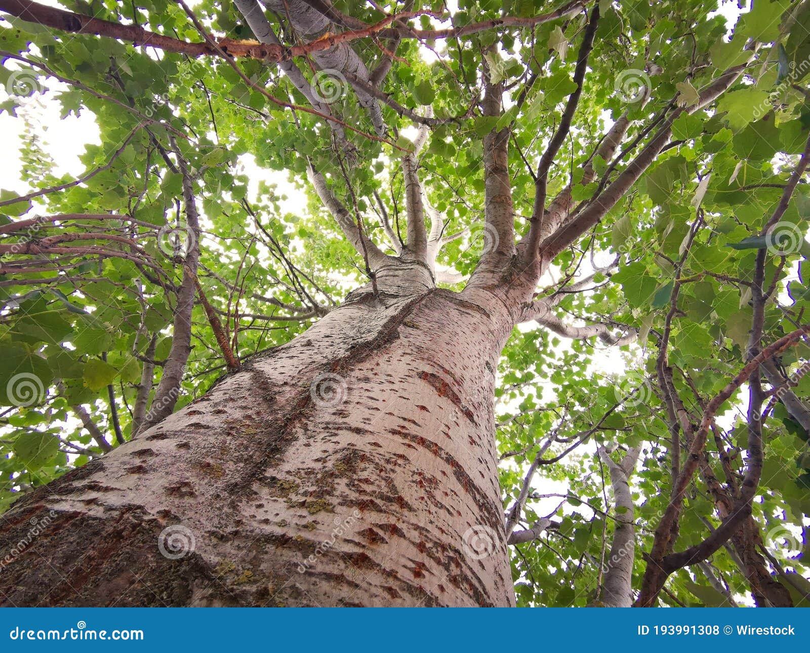 Low Angle Shot of Pond Pine Tree in the Forest Stock Photo - Image of ...