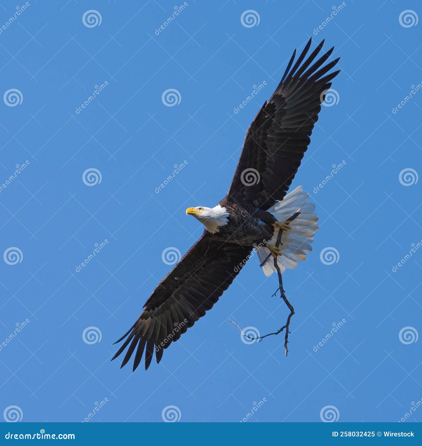 Low Angle Shot of a Powerful Bald Eagle with a Branch in the Claws ...