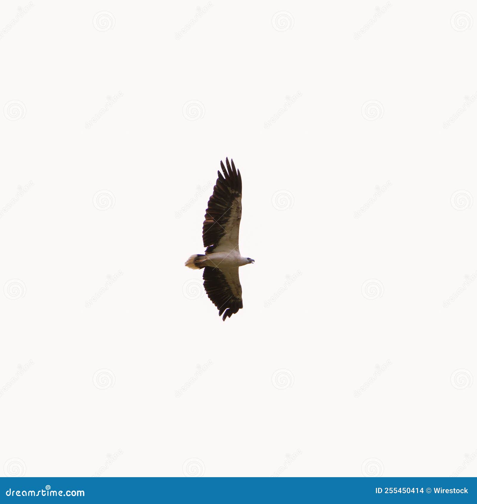 Low Angle Shot of a Raptor Bird Flying in a White Sky Stock Photo ...