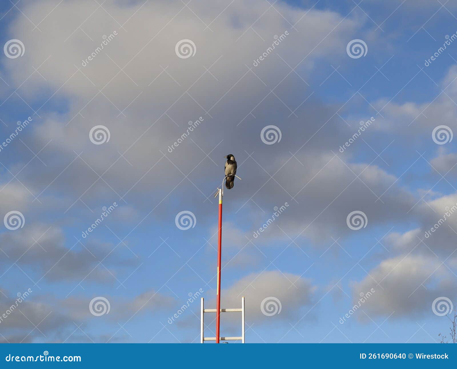 Low Angle Shot of a Raven on a Red Rescue Stick Stock Photo - Image of ...