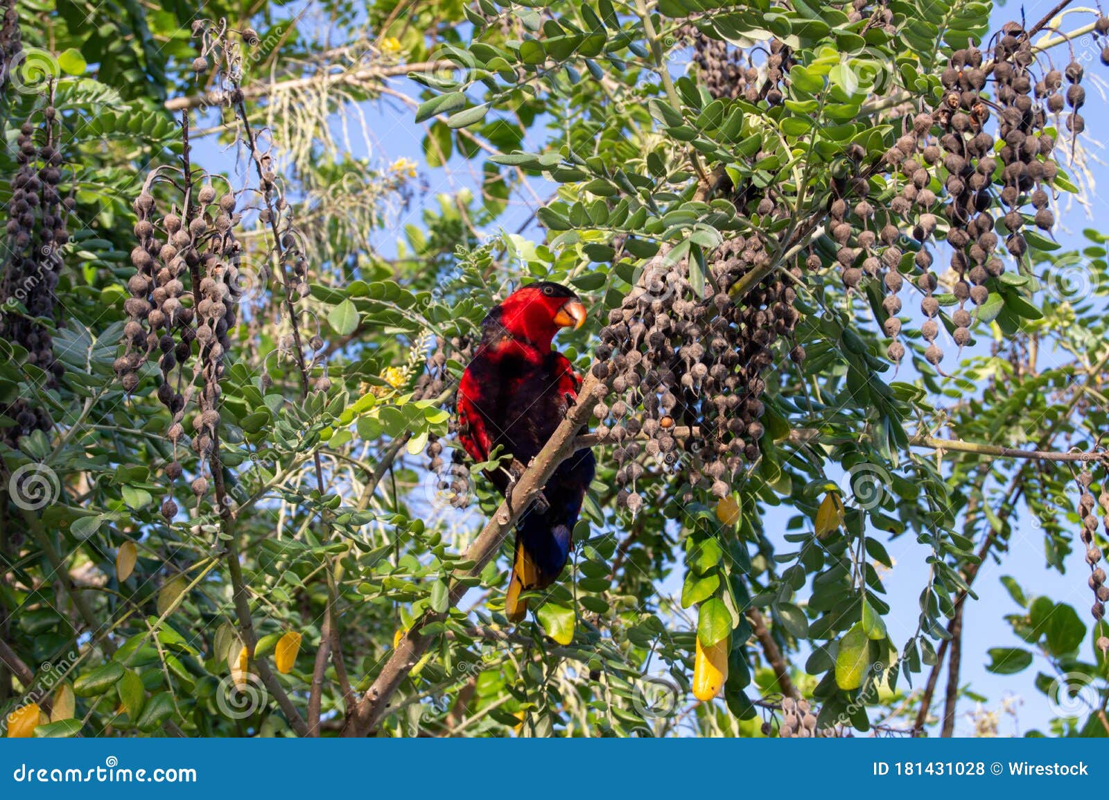 Low Angle Shot of a Red Parrot on a Tree Captured in Raja Ampat, Kri ...