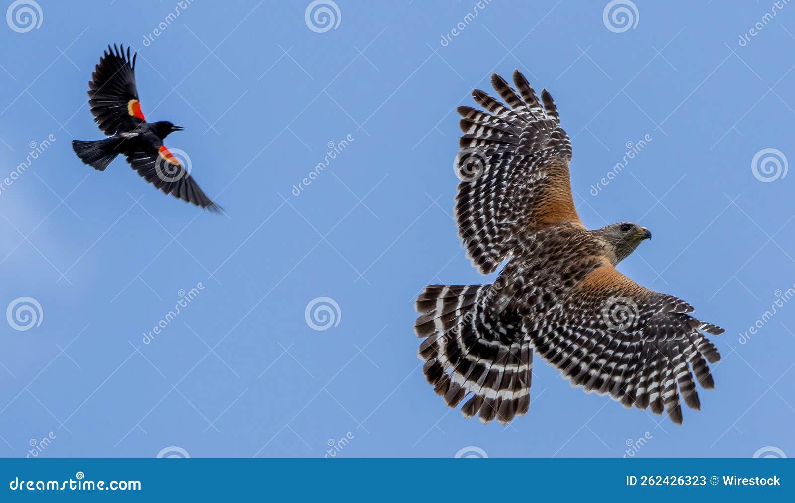 Low Angle Shot of a Red-shouldered Hawk and Red-winged Blackbird Flying ...