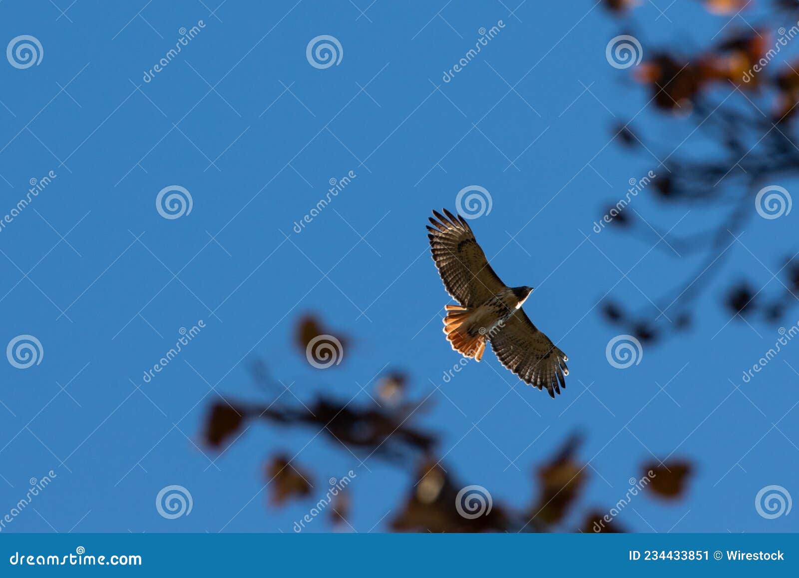 Low Angle Shot of a Red-tailed Hawk Flying during Daylight Stock Image ...
