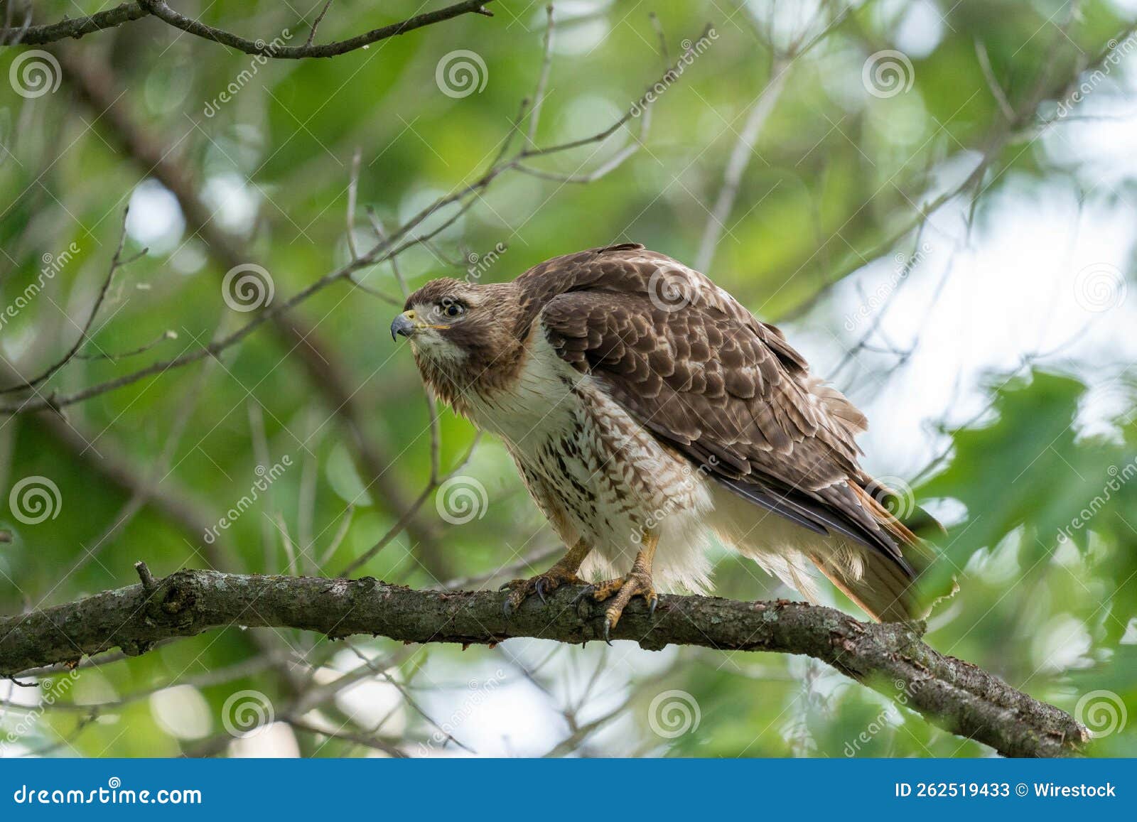 Low Angle Shot of a Red-tailed Hawk on a Tree Stock Image - Image of ...