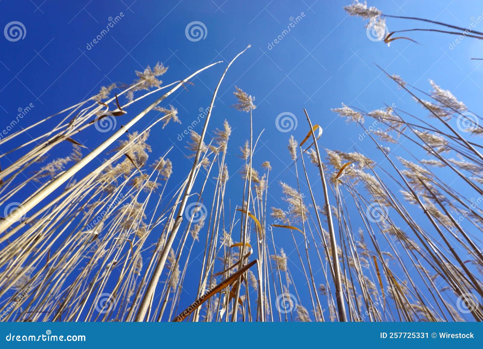 Low-angle Shot of a Reed Field Against a Blue Sky Under Sunlight Stock ...